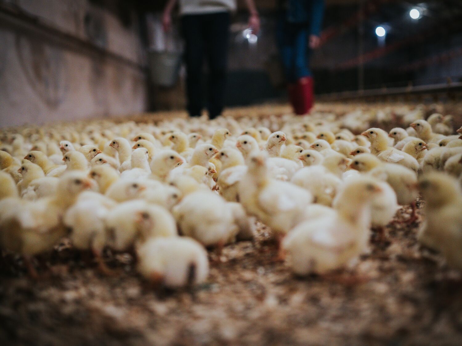 What to Know About the Current State of Bird Flu in the U.S.: A ...